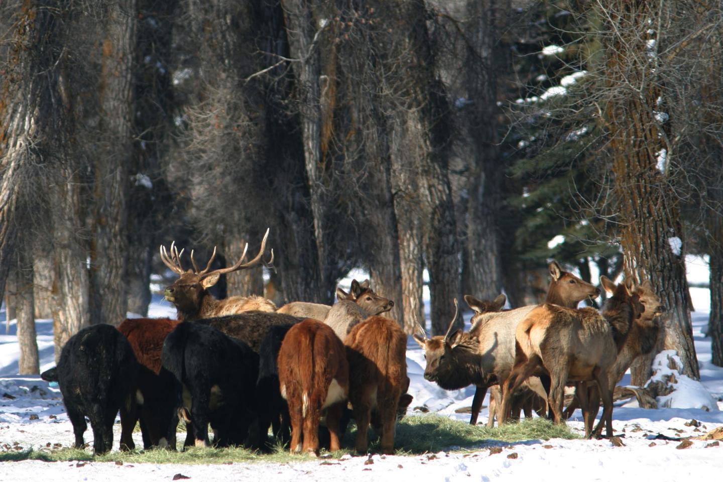 New mapping tool tracks elk migration to redu | EurekAlert!