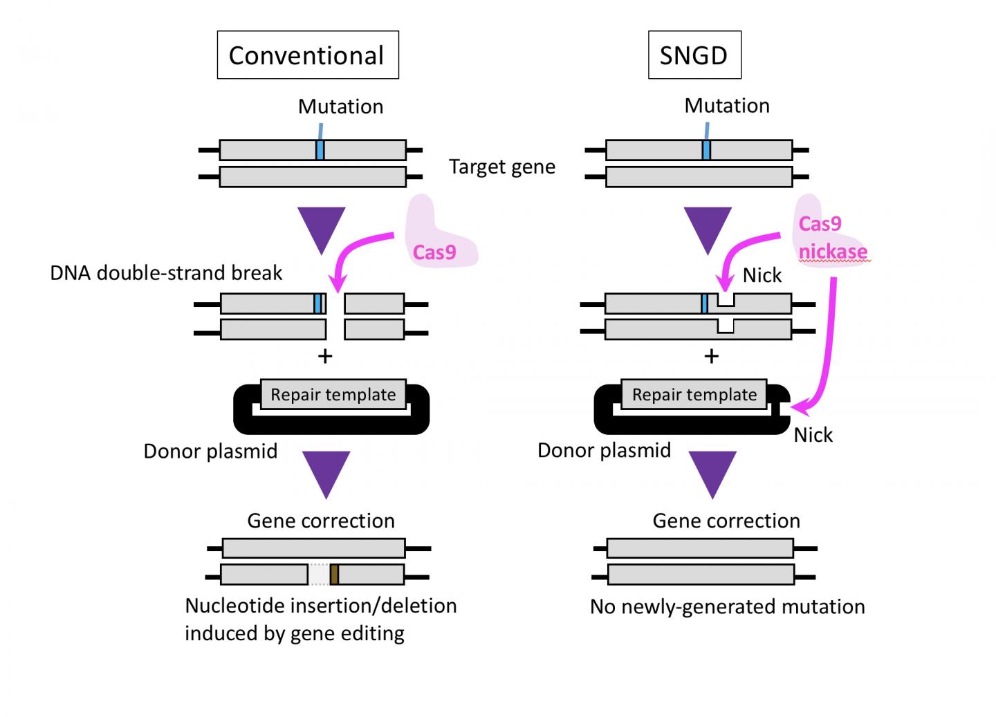 New genome-editing method 'cuts back' on unwa | EurekAlert!