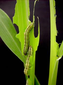 Plant Herbivore [IMAGE] | EurekAlert! Science News Releases