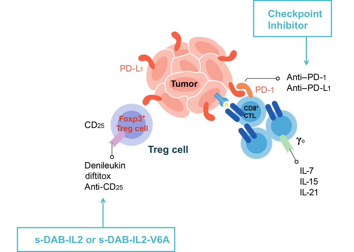 Treg Cells [IMAGE] | EurekAlert! Science News Releases