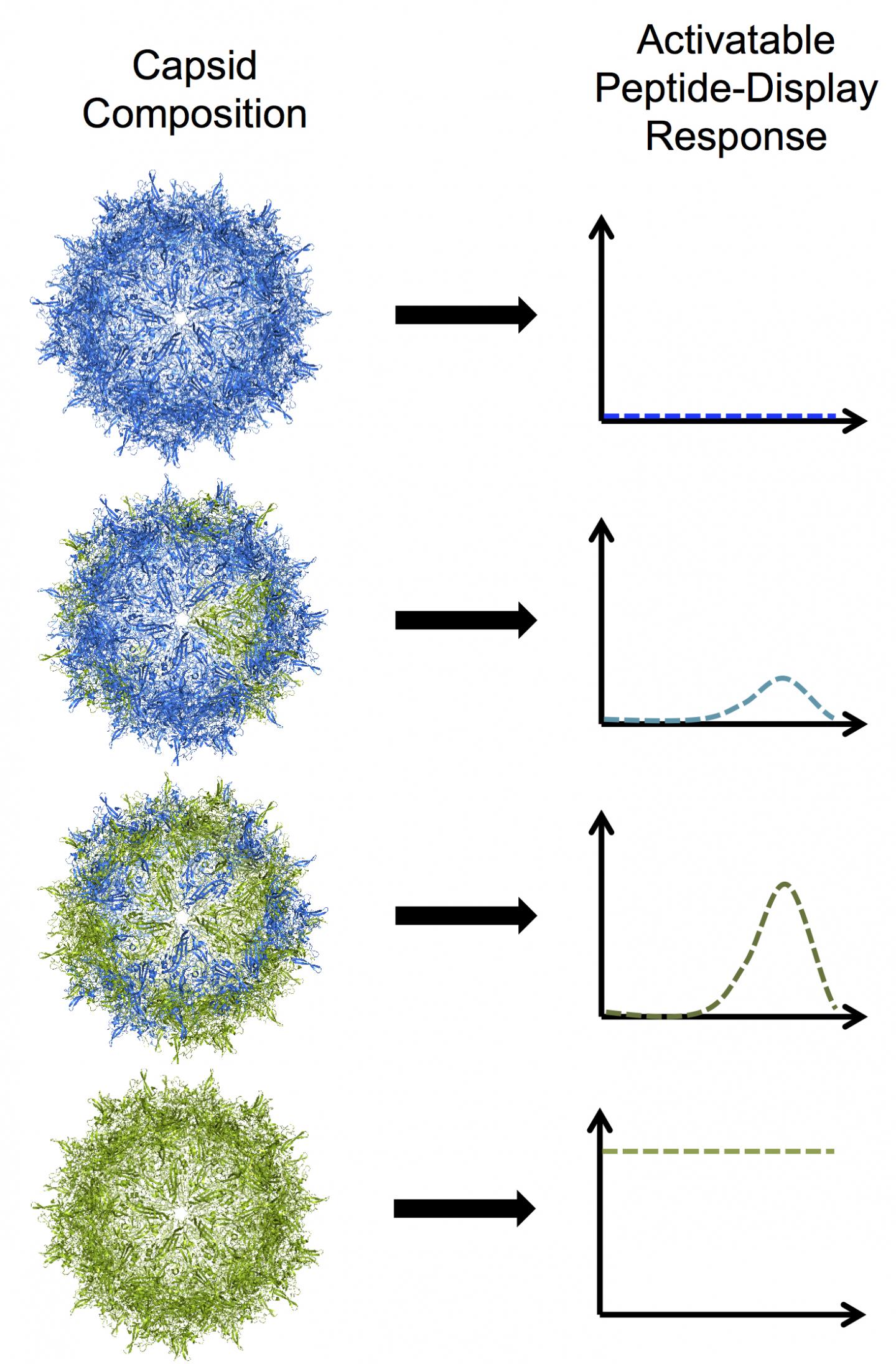 Capsid Components [IMAGE] | EurekAlert! Science News Releases