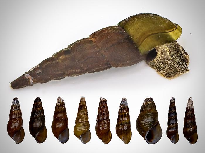 Snails of ancient Lake Biwa re [IMAGE] | EurekAlert! Science News Releases