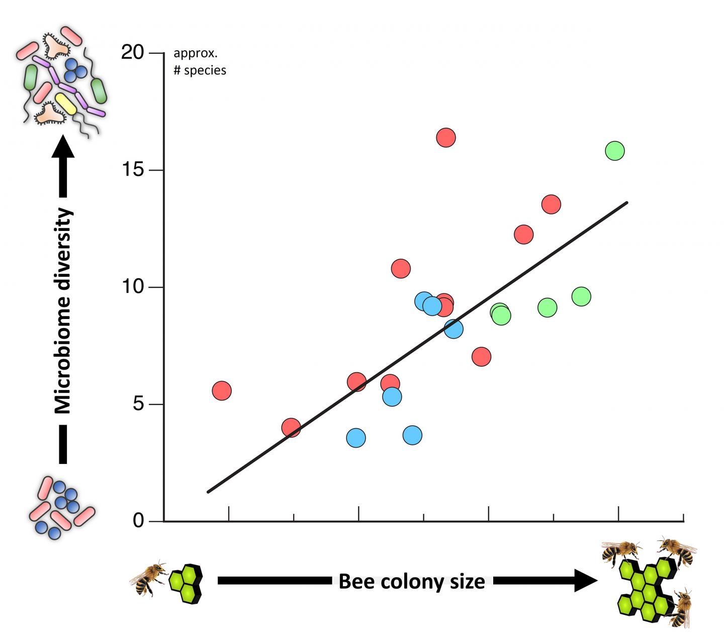 Social Bees Far and Wide Share Their Gut Bact | EurekAlert!