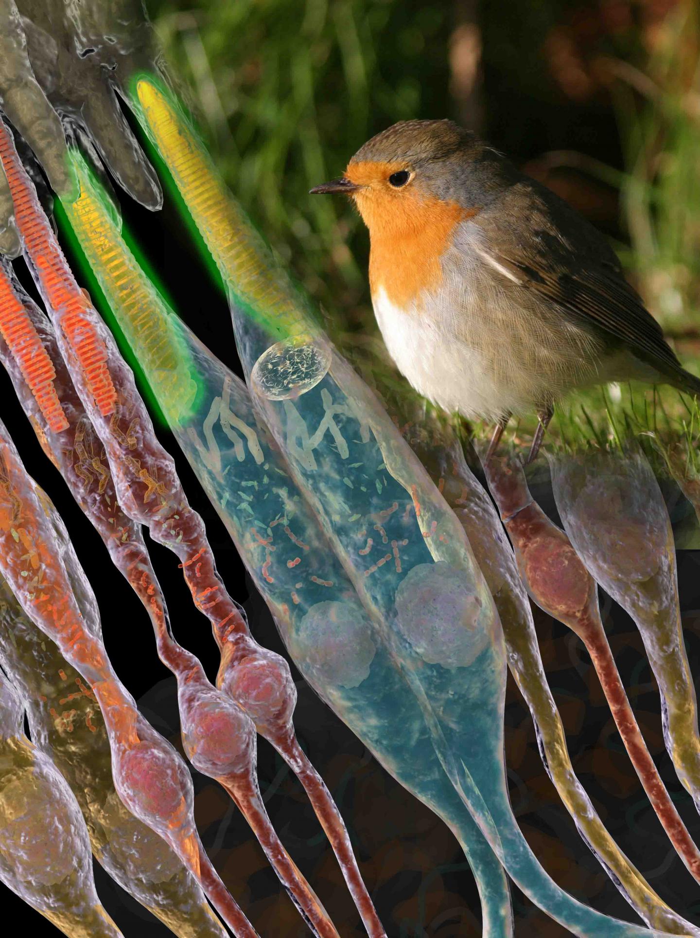 Here is the perfect spot for a birds' inner c | EurekAlert!