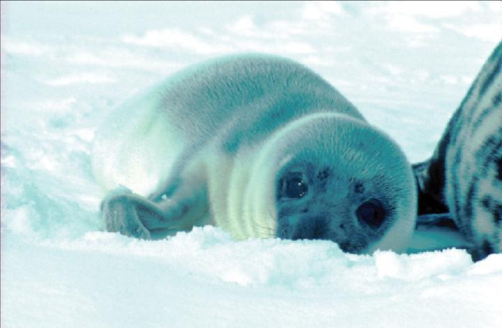How hooded seals are transferring contaminant | EurekAlert!