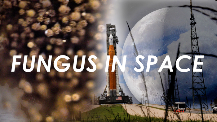 Artemis Mission - Fungi to Tes [IMAGE] | EurekAlert! Science News Releases