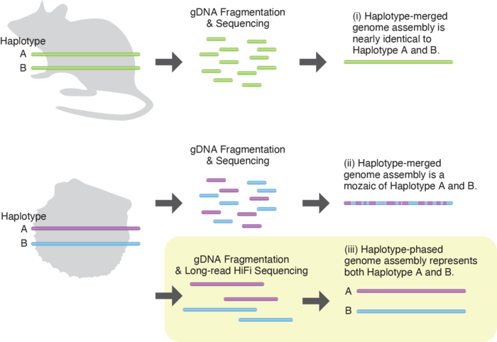A representation of the genome [IMAGE] | EurekAlert! Science News Releases