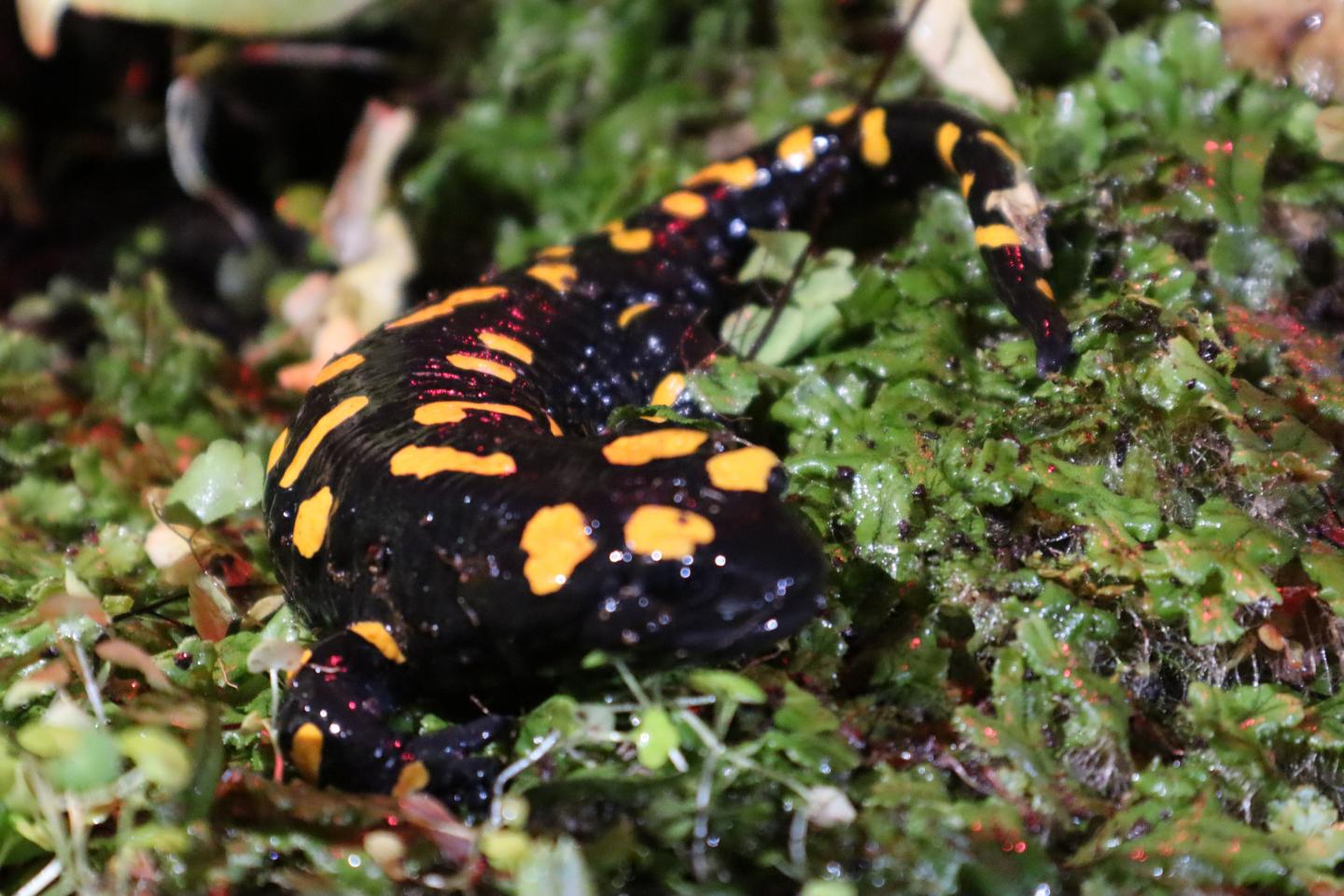 Amphibians (3 of 3)` [IMAGE] | EurekAlert! Science News Releases