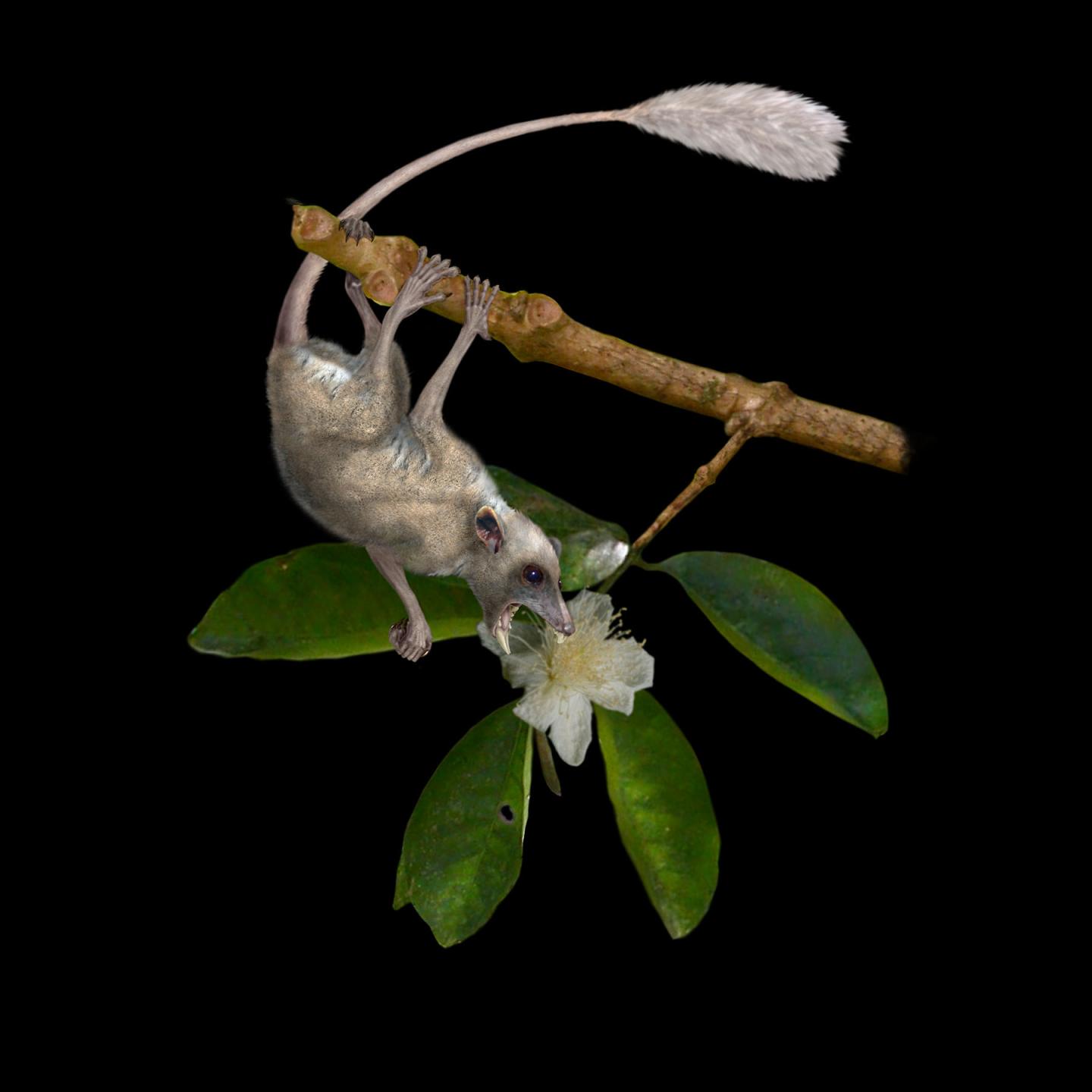 New UF study reveals oldest primate lived in | EurekAlert!