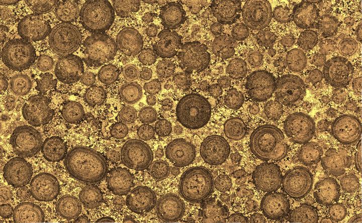 Rogenstein Oolite [IMAGE] | EurekAlert! Science News Releases