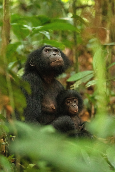 Bonobo mother [IMAGE] | EurekAlert! Science News Releases