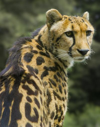 What Cheetahs and House Cats Have in Common ( | EurekAlert!