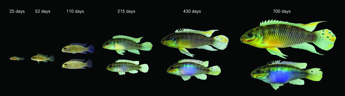 Cichlids [IMAGE] | EurekAlert! Science News Releases