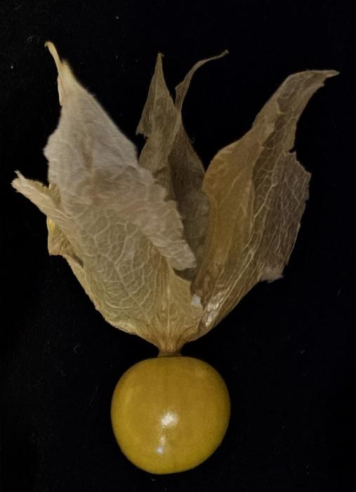 Physalis grisea (groundcherry) [IMAGE] | EurekAlert! Science News Releases