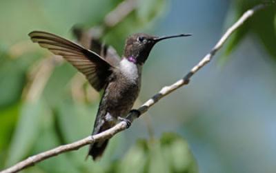 Black-Chinned Hummingbird with [IMAGE] | EurekAlert! Science News Releases