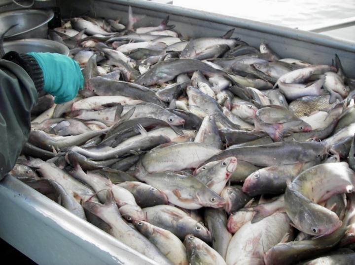 Invasive Blue Catfish [IMAGE] | EurekAlert! Science News Releases