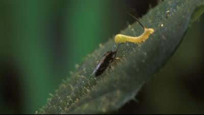 Manduca and Geocoris [IMAGE] | EurekAlert! Science News Releases