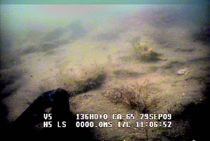 Low-Relief Reef [IMAGE] | EurekAlert! Science News Releases