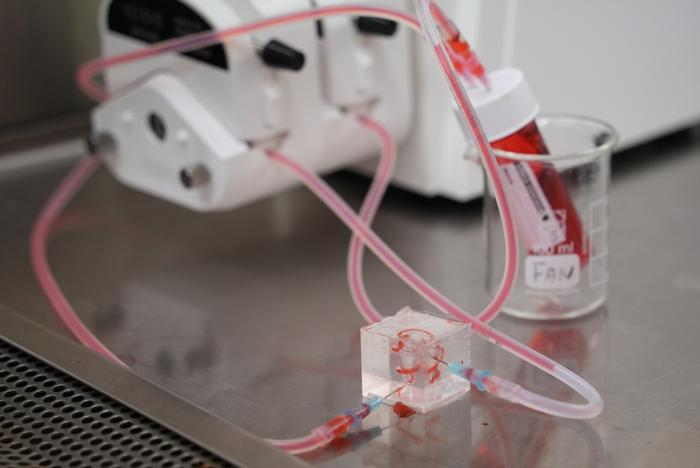 Photo 3 [IMAGE] | EurekAlert! Science News Releases