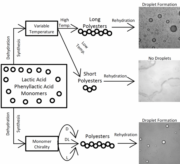 Polyester chemistry highlights possible role | EurekAlert!