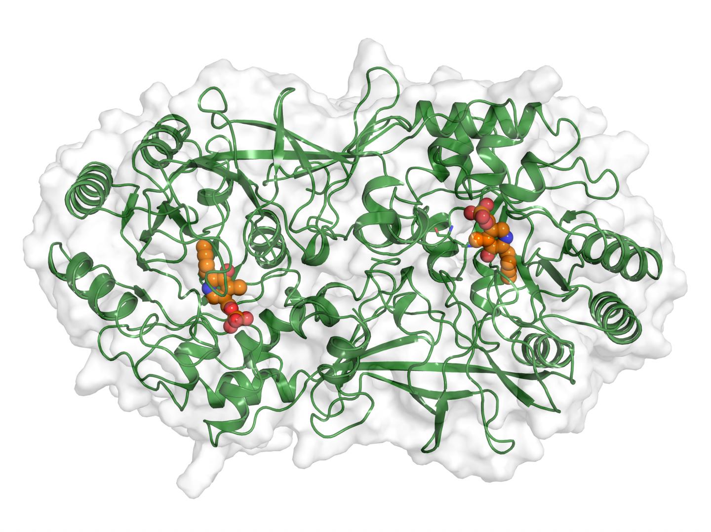 Alanine Racemase of S. aur [IMAGE] | EurekAlert! Science News Releases