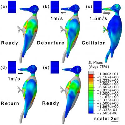 How the woodpecker avoids brain injury despit | EurekAlert!