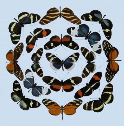 Heliconius Butterflies [IMAGE] | EurekAlert! Science News Releases