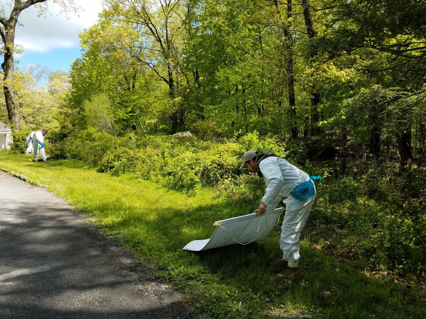 Tick Surveillance: Cloth Drag [IMAGE] | EurekAlert! Science News Releases