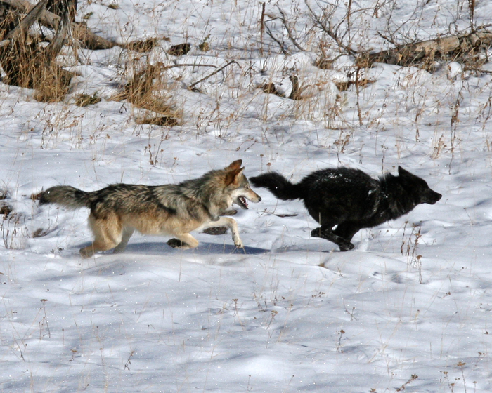 Stahler_Yellowstone wolves (1) [IMAGE] | EurekAlert! Science News Releases