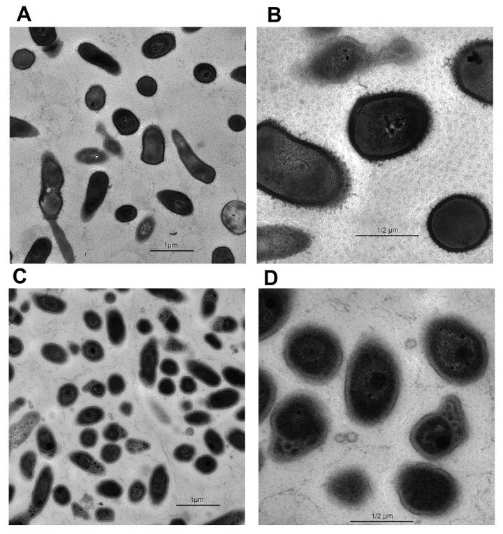 High-Powered Microscope Demons [IMAGE] | EurekAlert! Science News Releases