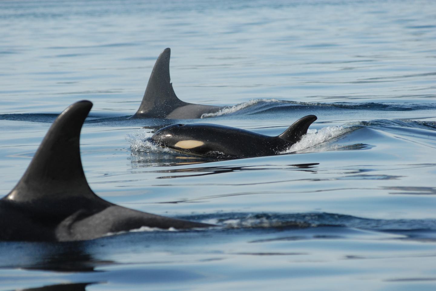 Young Killer Whale [IMAGE] | EurekAlert! Science News Releases