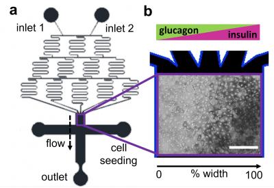 'Liver on a chip' Replicates V [IMAGE] | EurekAlert! Science News Releases