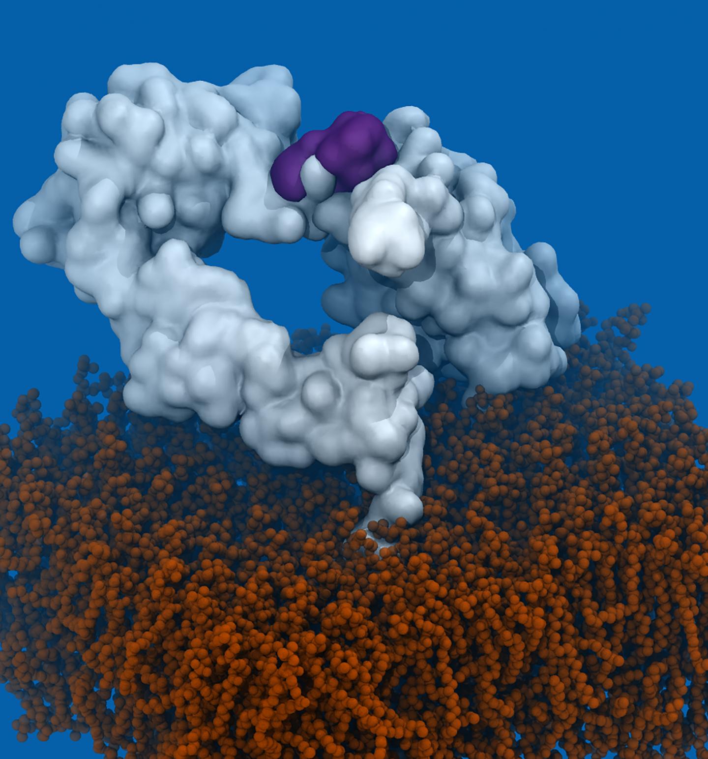 The mechanism of action of an antitumor drug | EurekAlert!