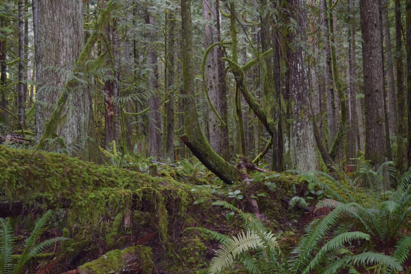 Seed Predation Increases Towar [IMAGE] | EurekAlert! Science News Releases