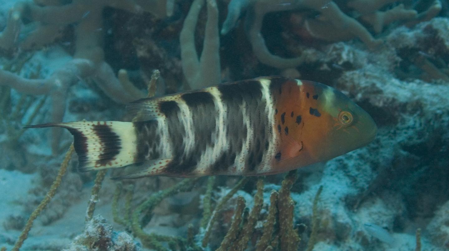 Red-breasted Wrasse [IMAGE] | EurekAlert! Science News Releases