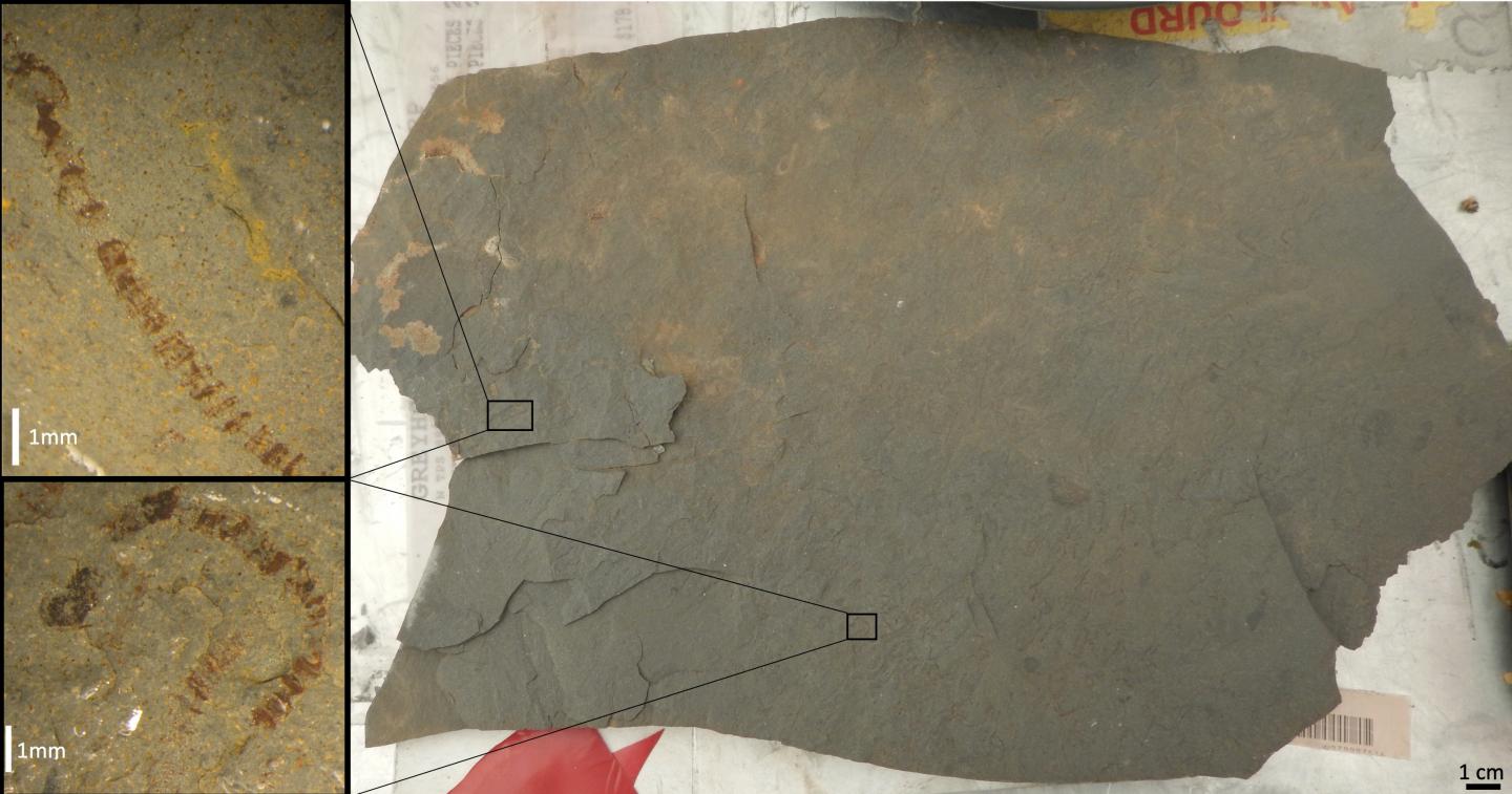 Fossil samples [IMAGE] | EurekAlert! Science News Releases