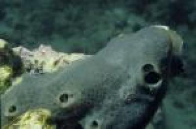 Amphimedon queenslandica