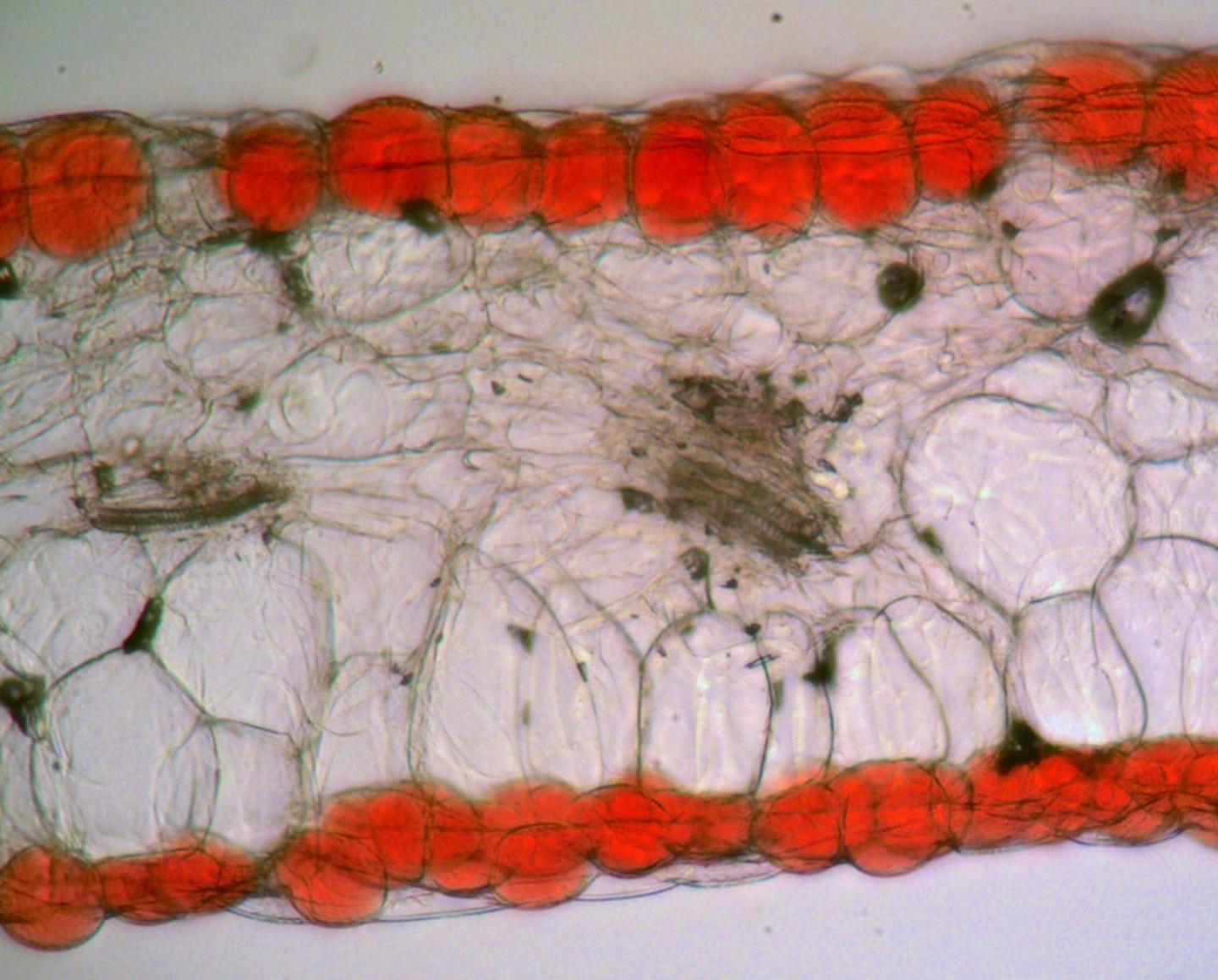 The anatomy of flower color | EurekAlert!