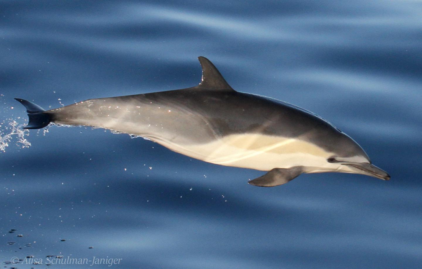 Dolphin Diets Suggest Extreme Changes in the | EurekAlert!