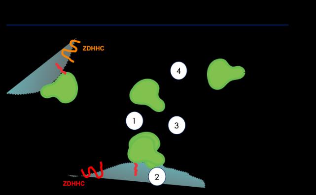 The palmitoylation-depalmitoyl [IMAGE] | EurekAlert! Science News Releases