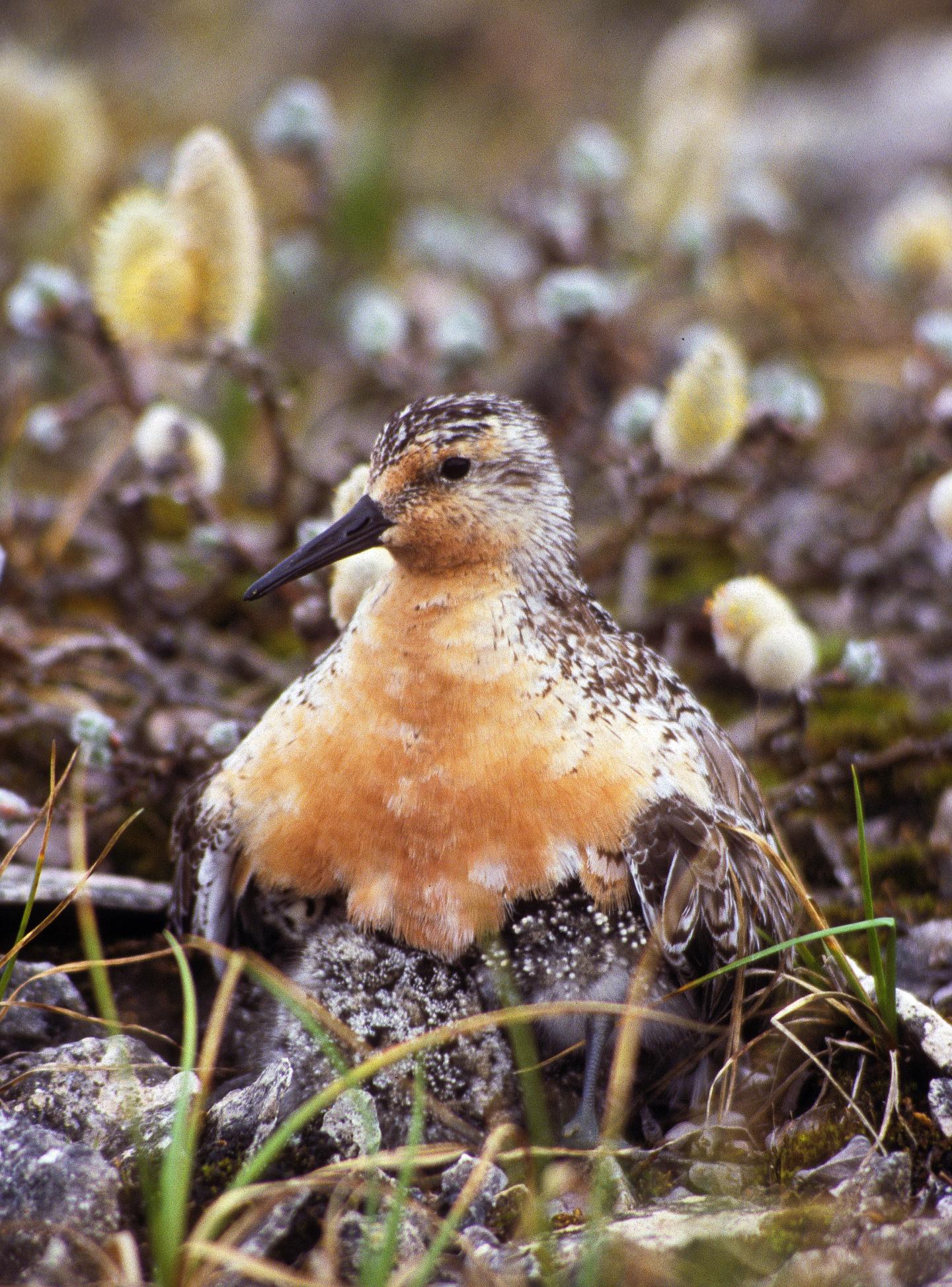 Red Knot [IMAGE] | EurekAlert! Science News Releases