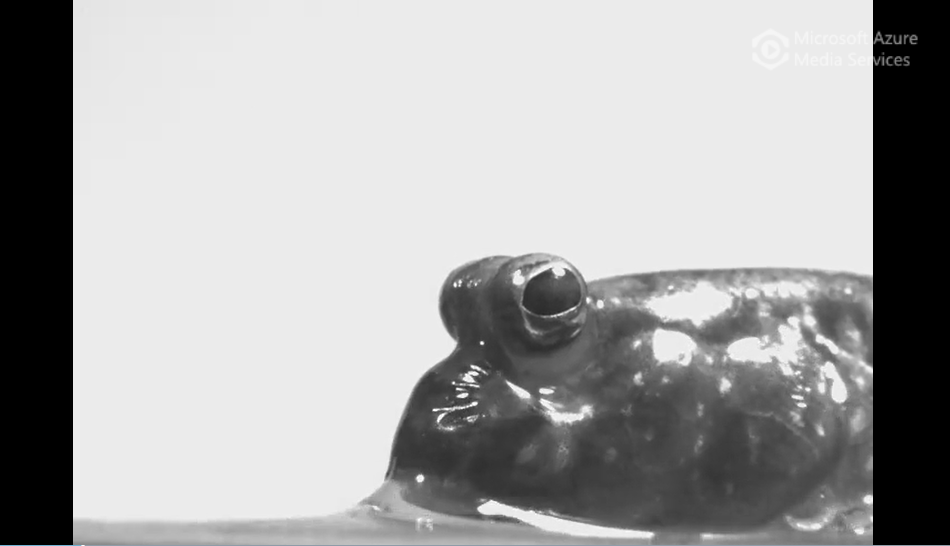 A blinking fish reveals clues as to how our a | EurekAlert!