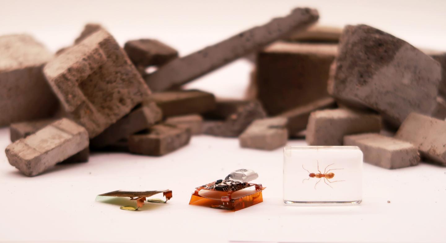 Insect-sized robot for scale [IMAGE] | EurekAlert! Science News Releases