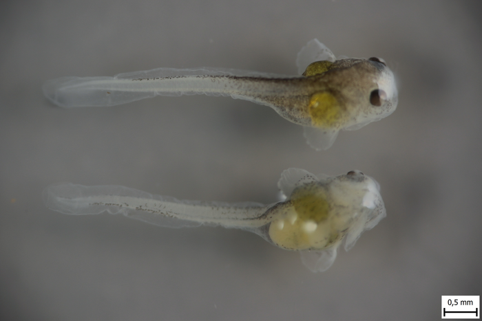 Snakehead fry [IMAGE] | EurekAlert! Science News Releases