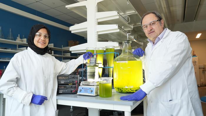 Harvesting microalgae with ele [IMAGE] | EurekAlert! Science News Releases