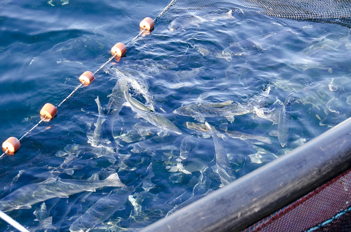 Parasites and fish health [IMAGE] | EurekAlert! Science News Releases