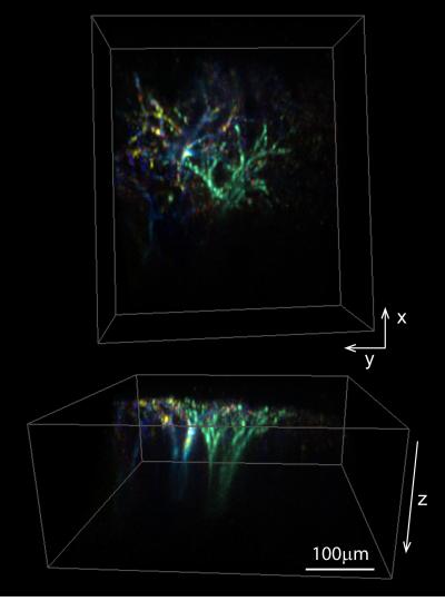 Dendritic Firing Captured by S [IMAGE] | EurekAlert! Science News Releases