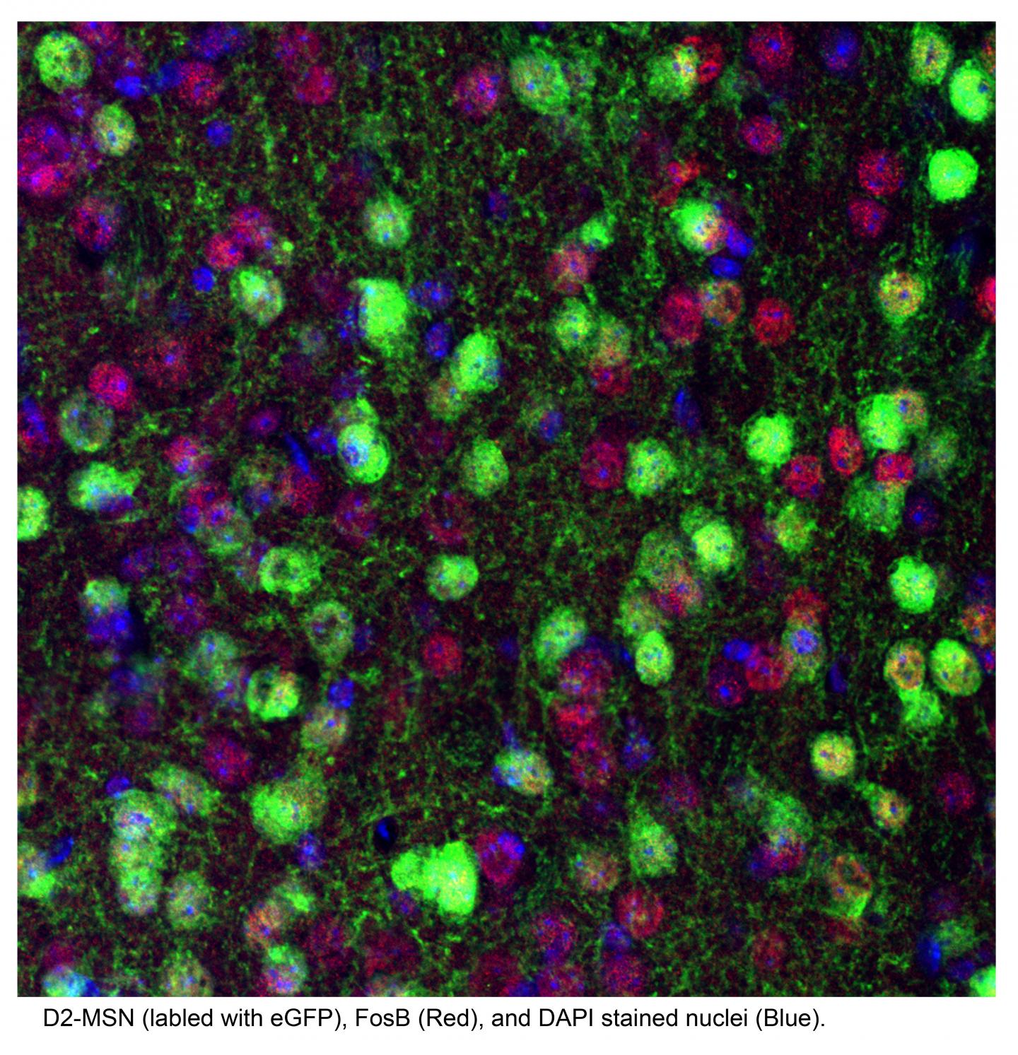 What makes aggressive mice so violent | EurekAlert!