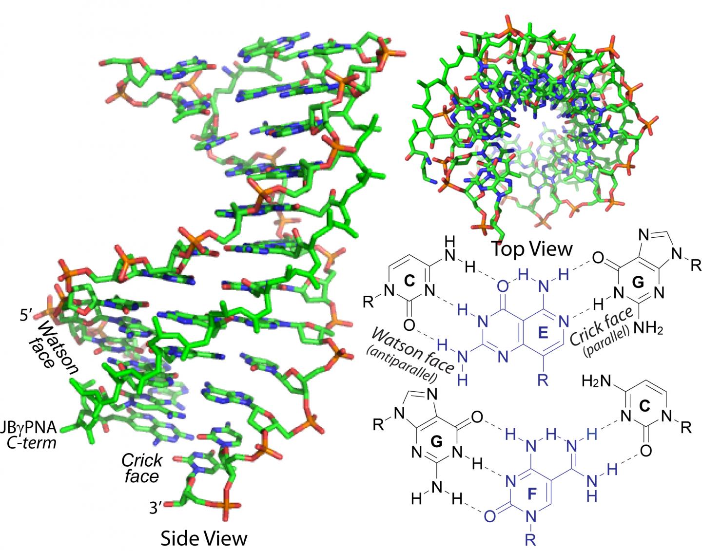 Synthetic molecule invades double-stranded DN | EurekAlert!