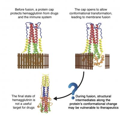 Flu 1 [IMAGE] | EurekAlert! Science News Releases